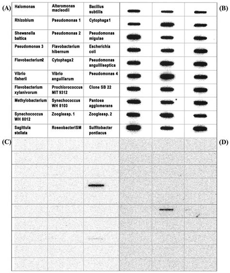 16s Rrna Regions
