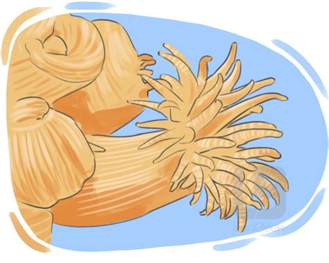 Definition Meaning Of Polyp LanGeek