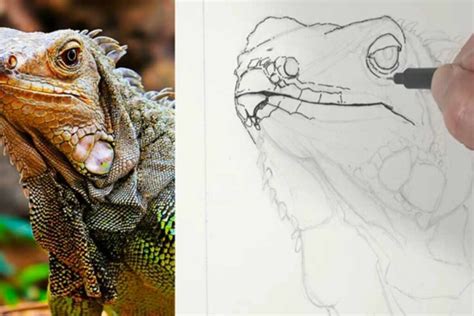Iguana Pen And Ink Drawing Pintando Org
