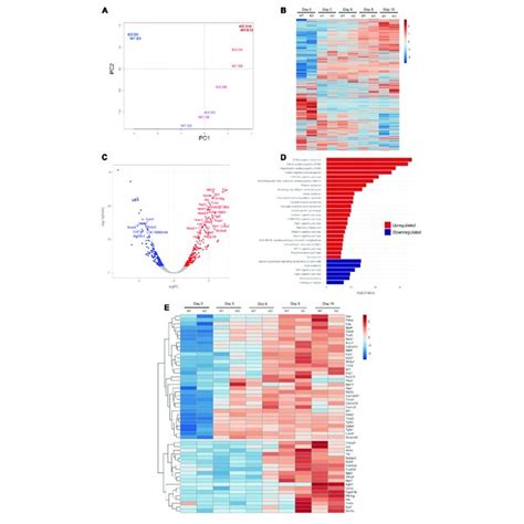 Rna Seq Analysis Of Eb Differentiation Up To Day 10 A Principal