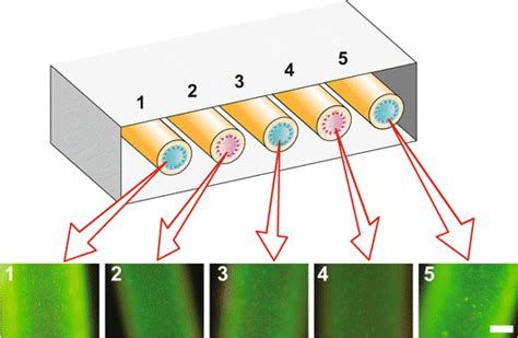 Co Culture Of Cells In A Multiple Hf Integrated Bioreactor In This Download Scientific Diagram
