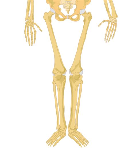 Diagram Of Lower Skeleton Quizlet