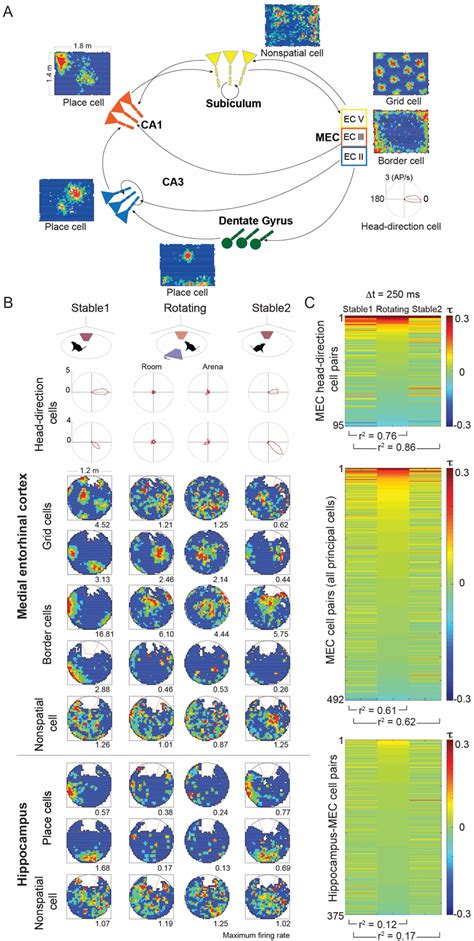 Hippocampal Network Functional Architecture For Spatial Cognition And Download Scientific