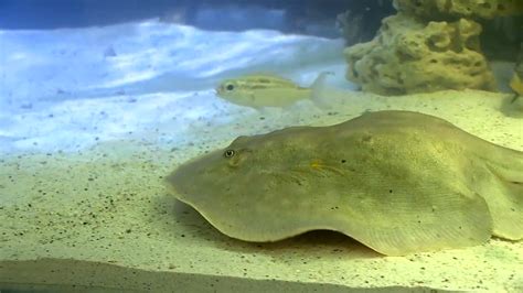 Charlotte The Stingray Has Developed Rare Reproductive Disease Testing
