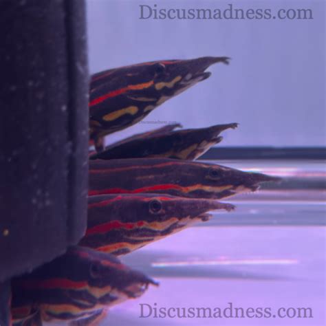 Fire Eel Mastacembelus Erythrotaenia Discus Madness