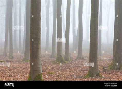 European Beech Trees Common Beeches Fagus Sylvatica Tree Trunks In