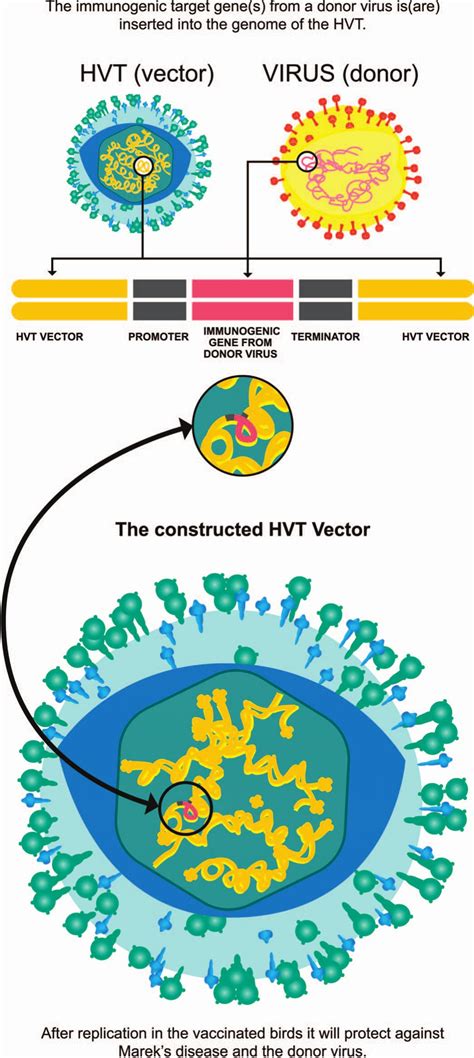 Review Of Poultry Recombinant Vector Vaccines