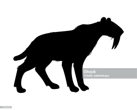 검은 실루엣 Smilodon 세이버 이빨 호랑이 흰색 배경에 고립된 벡터 그림 실루엣에 대한 스톡 벡터 아트 및 기타 이미지 실루엣 이빨 검치묘 Istock