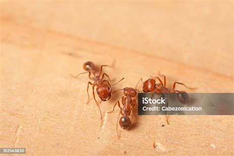 Tiga Semut Api Merah Di Permukaan Kayu Foto Stok Unduh Gambar Sekarang Fotografi Citra