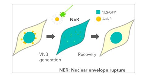 Nuclear Membrane