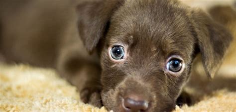 Brown Small Dog Breeds Dog Breeds