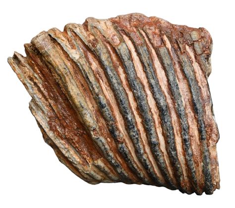 Proantic Fossilized Mammoth Toothmolar