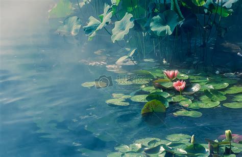 梦幻荷塘图片素材 免费下载 jpg图片格式 VRF高清图片500524234 摄图网