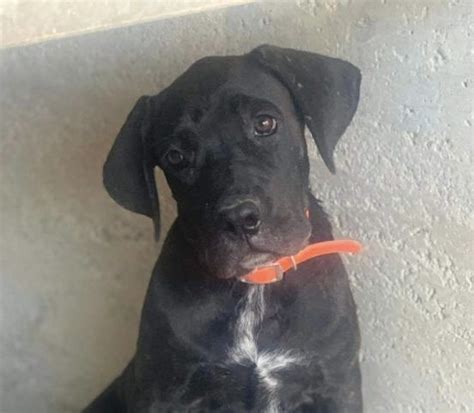 Gina 6 Year Old Female Rottweiler Available For Adoption