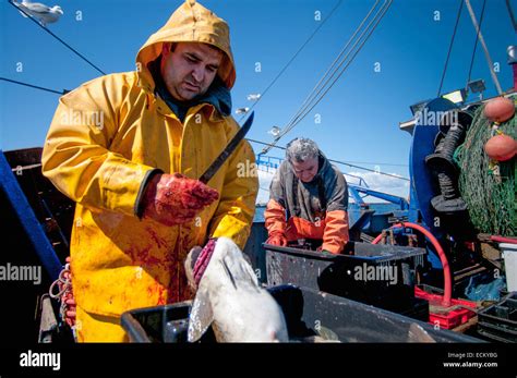 Fishermen cleaning Atlantic Cod fish (Gadus morhua) on deck of Fishing ...