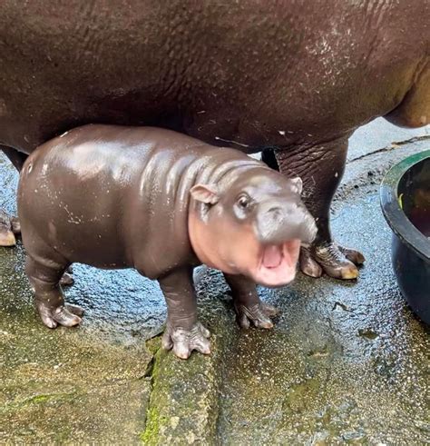 เอ็นดูไม่ไหว น้องหมูเด้ง ฮิปโปแคระเซเลบเขาเขียว เฉลยทำไมต้องกิน อึ ของแม่