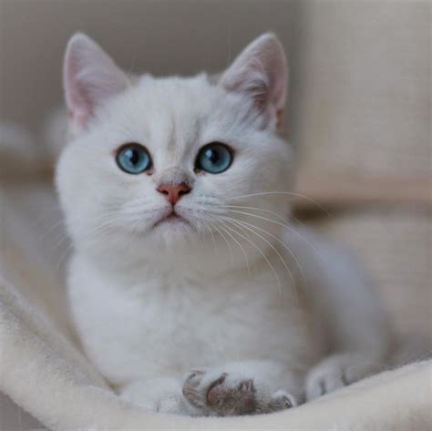A Missy é Uma Gatinha Muito Fofa E Linda 😻😻 Gatos Cats British