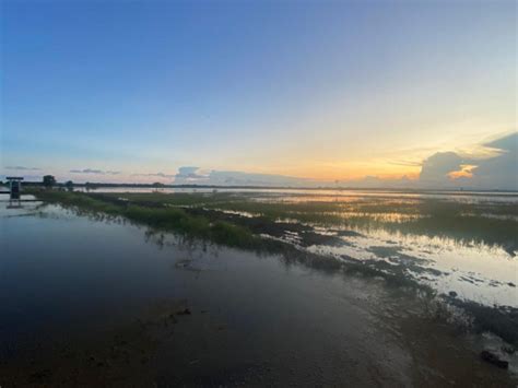 Dilanda Banjir Ratusan Hektare Lahan Pertanian Gagal Panen Korankaltim