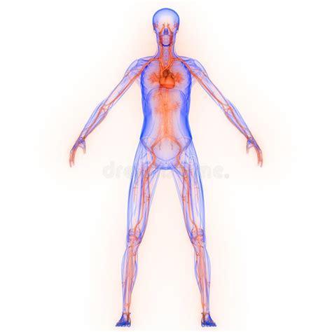 Hart Onderdeel Van Het Menselijk Circulatiesysteem Anatomie 3d