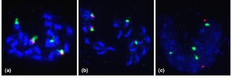 A Bicolor Fish With 18s28s Rdna Green Signals And 5s Rdna Red