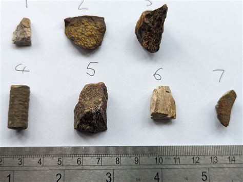 Unknown Fossils Bone Fragments Fossil Id The Fossil Forum