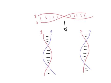 SOLVED During DNA Replication Because Each Of The Double Stranded