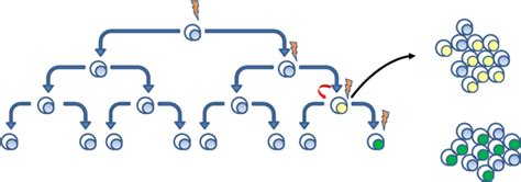 Cancer Stem Cell Models Cancer Stem Cell Research Today Tomorrow
