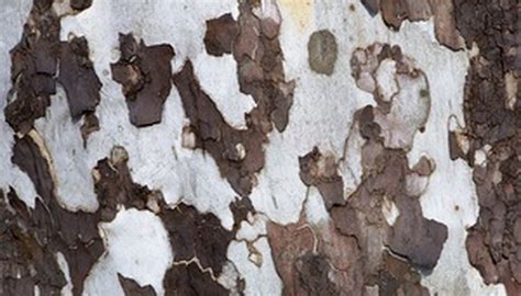 New Jersey Tree Identification Garden Guides