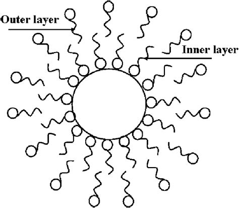 Schematic Representation Of Bilayer Surfactant Coated Magnetic