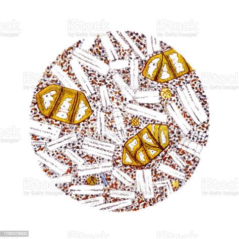 Microscopic View Of Basalt Stock Illustration Download Image Now