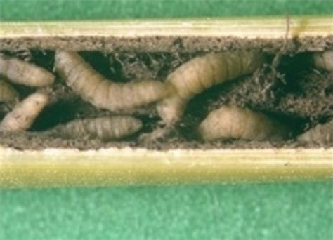 Research On Non Native Phragmites Control Great Lakes Phragmites