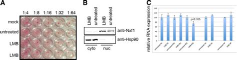 Leptomycin B Treatment Does Not Alter Cytoplasmic Influenza Pa Pb1 Or