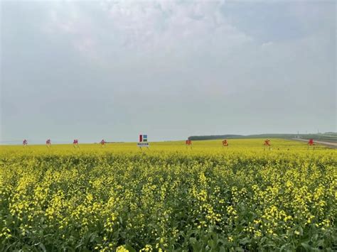 莫拐农牧场公司：油菜花开 遍地生金