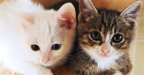 猫との生活ジャンルトップ Ameba公式ジャンル