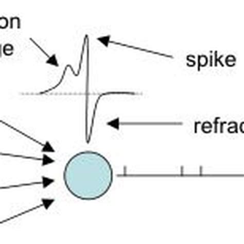 Basic Pulsed Neural Network Simulation