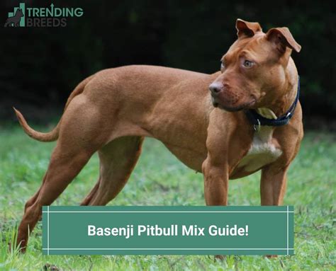 Basenji Pitbull Lab Mix