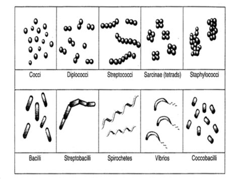 Prokaryotes Flashcards Quizlet