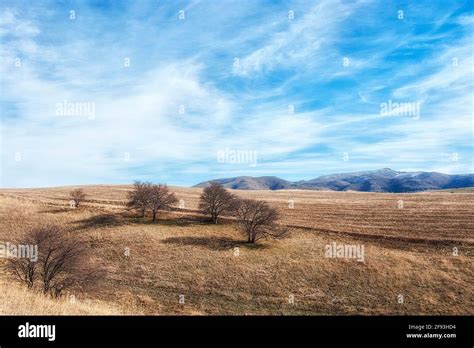 Trees Without Leaves Hi Res Stock Photography And Images Alamy