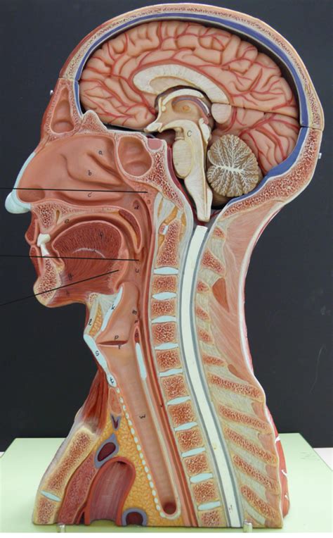 Lymphatic System Tonsils Diagram Quizlet