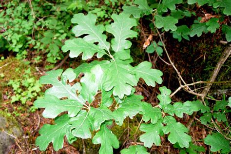 Poison Oak Pictures To Help You Id This Plant