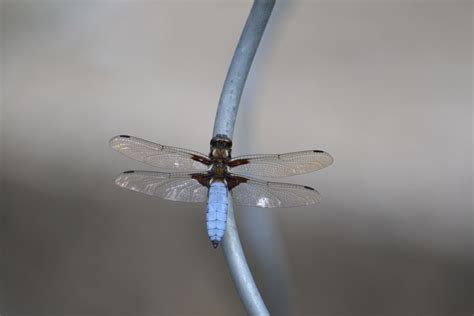Free Images Wing Blue Fauna Invertebrate Close Up Dragonfly