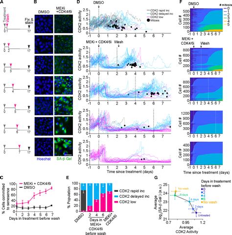 Irreversible Cell Cycle Exit Associated With Senescence Is Mediated By