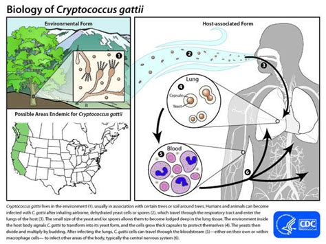 Evolutionary Trait In Pathogen Cryptococcus Gattii Allows It To Bypass