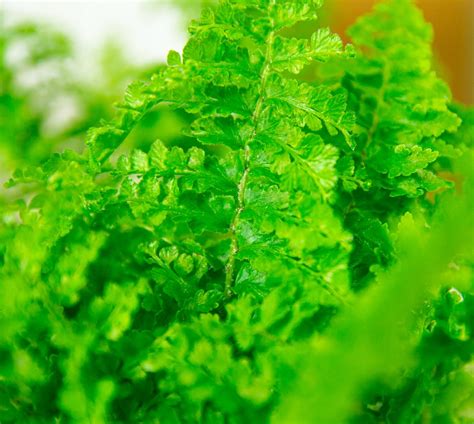 Paprotka Mini Paproć Miniaturowa Paproteczka 12348213049 Oficjalne Archiwum Allegro