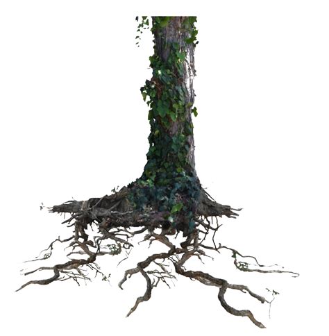 Tree Trunk PNG Images Transparent Free Download