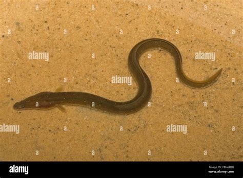 European Eel European Eels Anguilla Anguilla Eels Other Animals