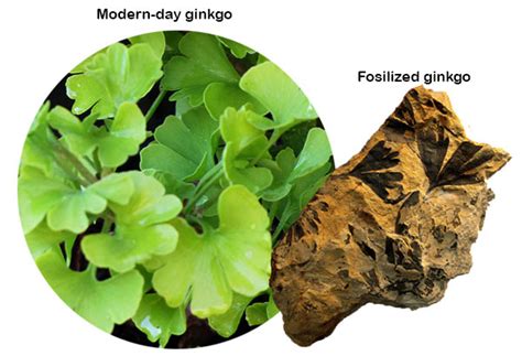 How Did Plant Eating Dinosaurs Find And Eat Food
