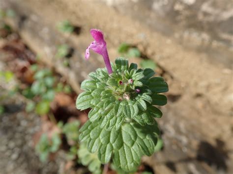 山野草図鑑 秋 赤色の花 あいかわ公園 山野草図鑑