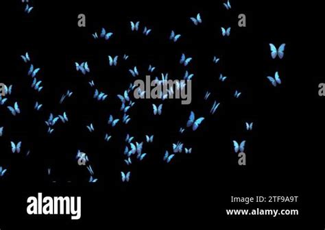 4k Realistic Flying Butterflies Animation On Black Green Screen