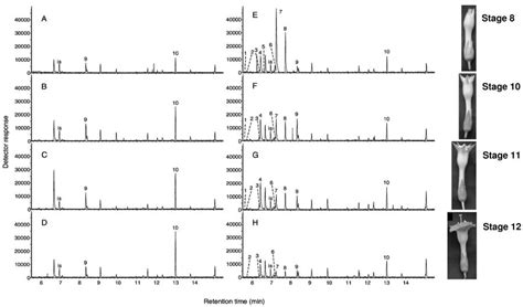 volatile emission profiles of different developmental stages of